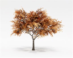 Enscape树景观植物SketchUp模型库草图大师SU模型VOL.082 _ 草图联盟网