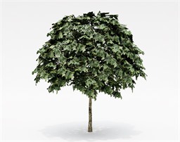 Enscape树景观植物SketchUp模型库草图大师SU模型VOL.082 _ 草图联盟网