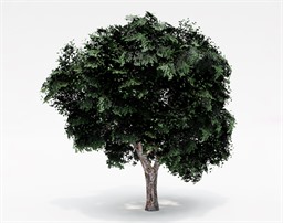 Enscape树景观植物SketchUp模型库草图大师SU模型VOL.082 _ 草图联盟网