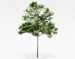 Enscape树景观植物SketchUp模型库草图大师SU模型VOL.082 _ 草图联盟网