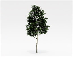 Enscape树景观植物SketchUp模型库草图大师SU模型VOL.082 _ 草图联盟网