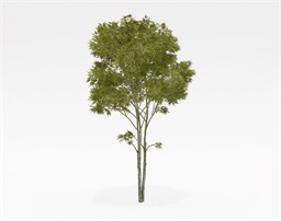 Enscape树景观植物SketchUp模型库草图大师SU模型VOL.082 _ 草图联盟网